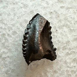 Rare Troodon tooth for sale | Buried Treasure Fossils