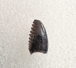 Hell Creek Pectinodon tooth | Buried Treasure Fossils