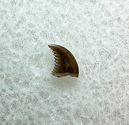 Hell Creek Pectinodon tooth for sale | Buried Treasure Fossils