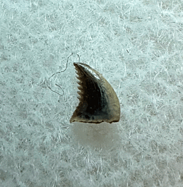 Large Pectinodon tooth for sale | Buried Treasure Fossils