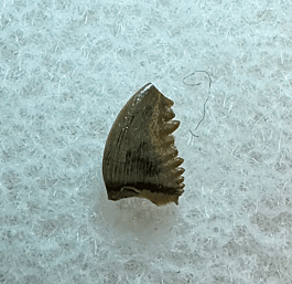 Rare Pectinodon tooth | Buried Treasure Fossils