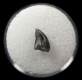 Albertavenator tooth for sale| Buried Treasure Fossils