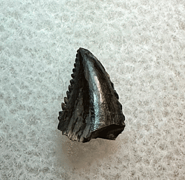 Rare Albertavenator tooth for sale | Buried Treasure Fossils