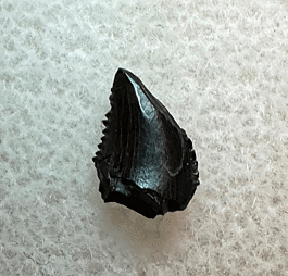 Canadian Albertavenator tooth for sale | Buried Treasure Fossils