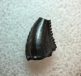 Real Albertavenator tooth for sale | Buried Treasure Fossils