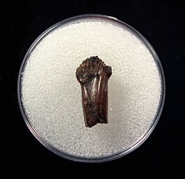 Nice rooted Pachy tooth for sale | Buried Treasure Fossils