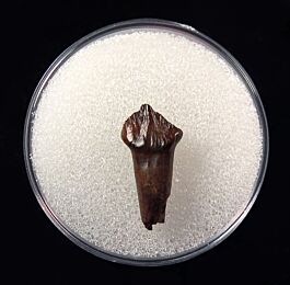 Real rooted Pachy tooth for sale | Buried Treasure Fossils
