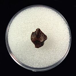 Real Pachy tooth for sale | Buried Treasure Fossils