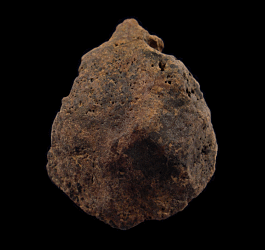 Stegoceras dome| Buried Treasure Fossils