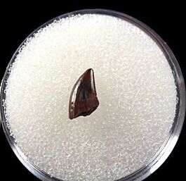 Real Hell Creek Dromaeosaurus tooth for sale | Buried Treasure Fossils