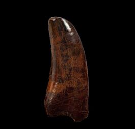 Tyrannosaurus tooth for sale | Buried Treasure Fossils