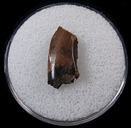 Top quality Albertosaurus tooth for sale | Buried Treasure Fossils