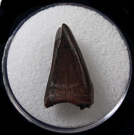 Canadian Albertosaurus tooth | Buried Treasure Fossils