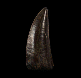 Timurlengia tooth | Buried Treasure Fossils