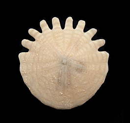 Heliophora sand dollar | Buried Treasure Fossils