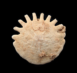 Heliophora fossil sand dollar from Morocco | Buried Treasure Fossils