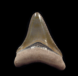 Bone Valley Florida Chubutensis tooth for sale | Buried Treasure Fossils