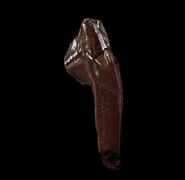 Florida Basilosaurus tooth for sale | Buried Treasure Fossils