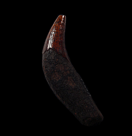 Rare Florida Basilosaurus tooth | Buried Treasure Fossils