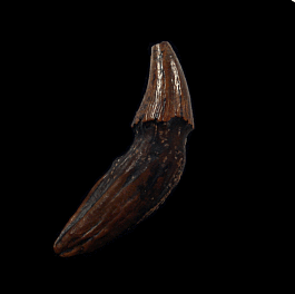 Suwanee River Basilosaurus tooth for sale | Buried Treasure Fossils