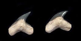 Galeocerdo contortus - BV