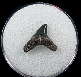 Alopias superciliosus tooth for sale - Bone Valley | Buried Treasure ...