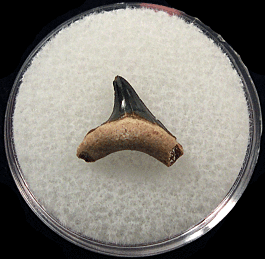 Rare Alopias superciliosus tooth - Bone Valley | Buried Treasure Fossils