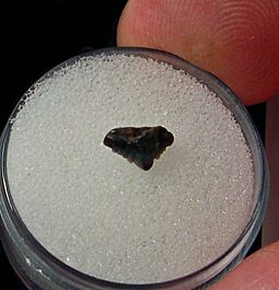 Ginglymostoma lehneri tooth for sale | Buried Treasure Fossils