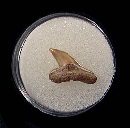 Florida Great Hammerhead tooth for sale | Buried Treasure Fossils