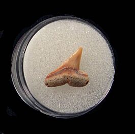 Pliocene Great Hammerhead tooth for sale | Buried Treasure Fossils