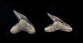 Florida Physogaleus contortus tooth for sale | Buried Treasure Fossils