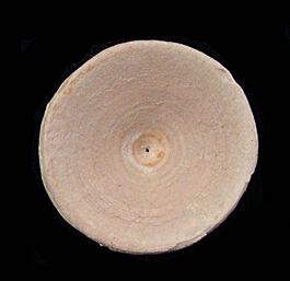 Real Bone Valley shark vertebra for sale | Buried Treasure Fossils