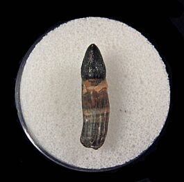 Colorful Bone Valley Dolphin tooth for sale | Buried Treasure Fossils