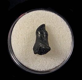 Real Bone Valley Dolphin tooth for sale | Buried Treasure Fossils