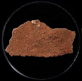 French dinosaur egg shell | Buried Treasure Fossils