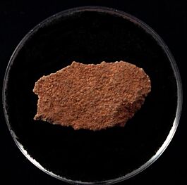 Rare French dinosaur egg shell for sale | Buried Treasure Fossils