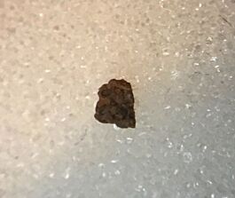 Pyroraptor dinosaur egg shell | Buried Treasure Fossils