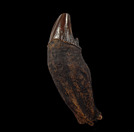 Flint River Basilosaurus tooth | Buried Treasure Fossils