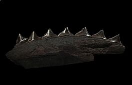 Edestus whorl I01-BoP3 Buried Treasure Fossils