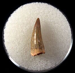 Jordanian Platecarpus ptychodon (Mosasaur) tooth for sale | Buried ...