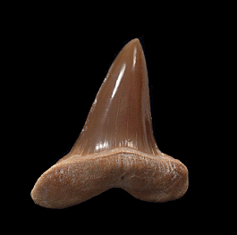 Kazakhstan Isurus praecursor tooth | Buried Treasure Fossils