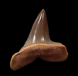 Rare Kazakhstan Carcharodon praecursor tooth | Buried Treasure Fossils