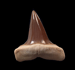 Top Quality Kazakhstan Carcharodon praecursor tooth | Buried Treasure ...