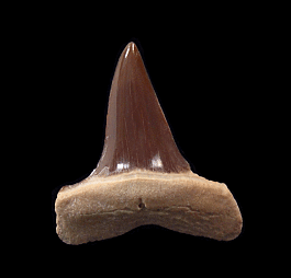 Isurus praecursor trigonalis tooth | Buried Treasure Fossils