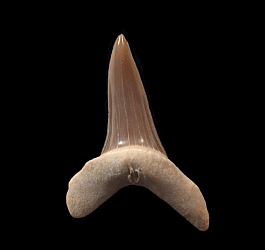 Kazakh Isurus praecursor trigonalis tooth | Buried Treasure Fossils