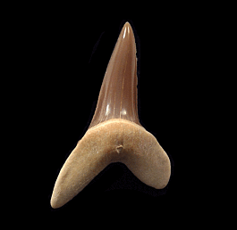 Rare Isurus praecursor trigonalis tooth | Buried Treasure Fossils