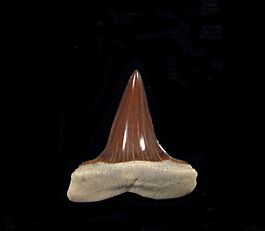 Rare Isurus praecursor for sale | Buried Treasure Fossils