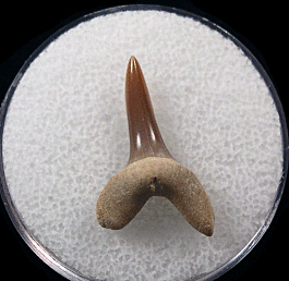 Isurolamna tooth - Kazakhstan | Buried Treasure Fossils