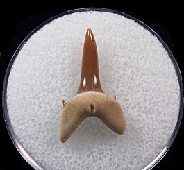 Large Kazakhstan Isurolamna tooth for sale | Buried Treasure Fossils