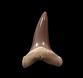 Isurus praecursor tooth for sale | Buried Treasure Fossils